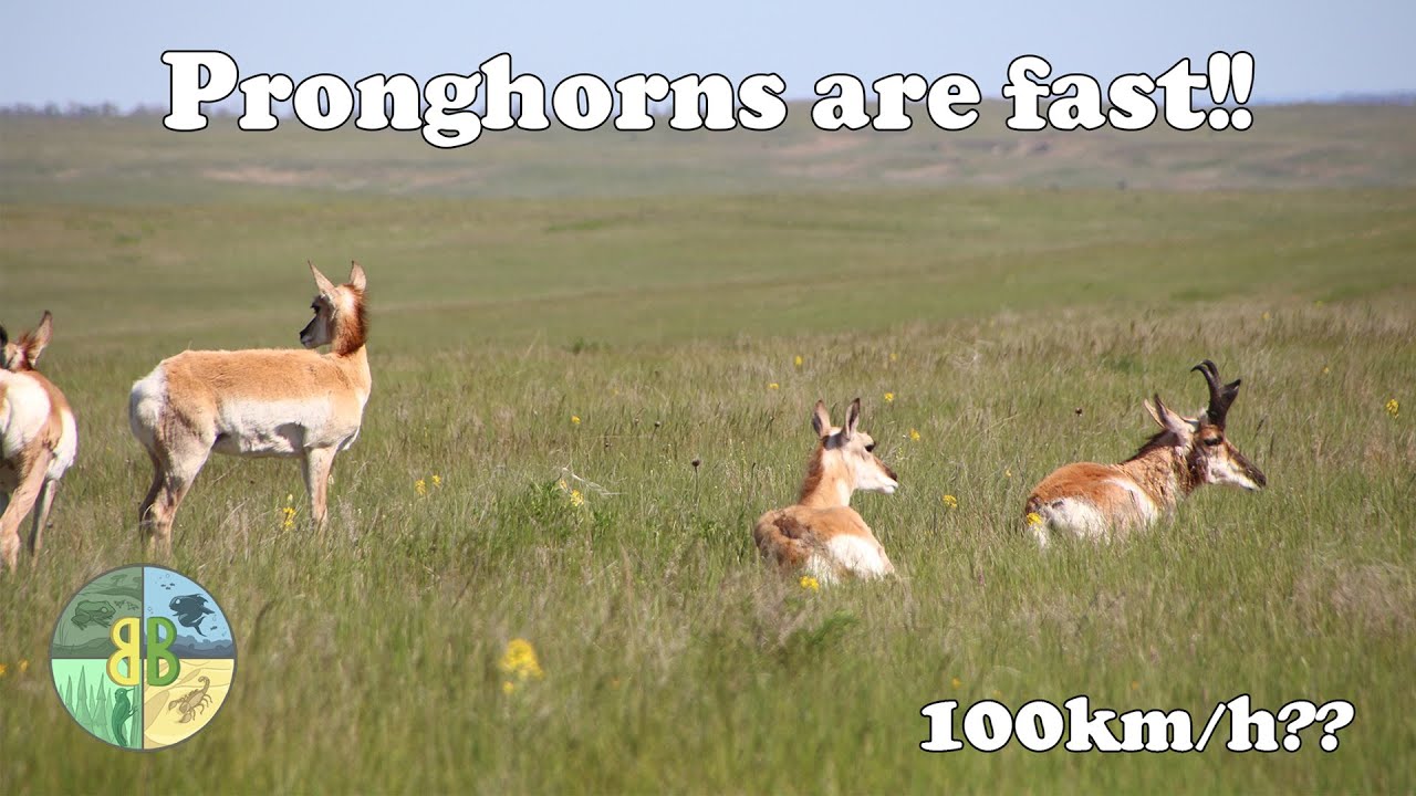 Pronghorns: America's Fastest Animal - YouTube