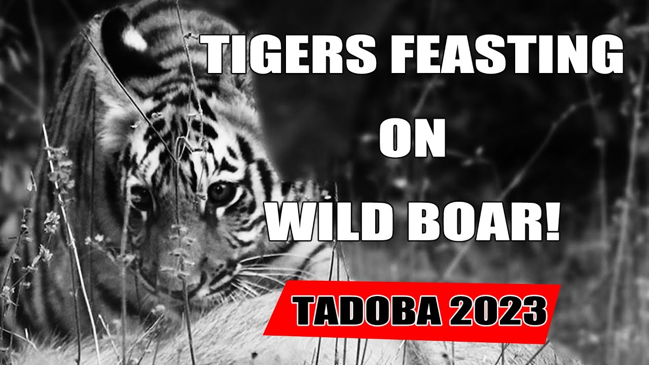 Documentary: Tigers Feasting on Wild Boar in Tadoba Tiger Reserve ...