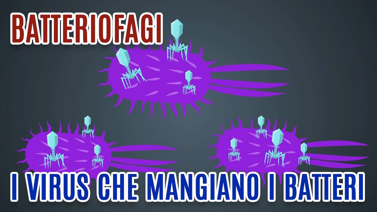 BATTERIOFAGI, i mangiatori di batteri che ci aiutano dove gli ANTIBIOTICI falliscono - Dr ...