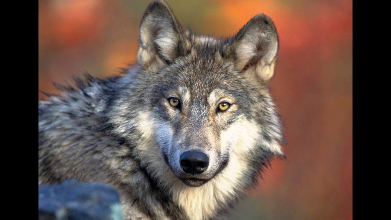 Another gray wolf attack on livestock - YouTube