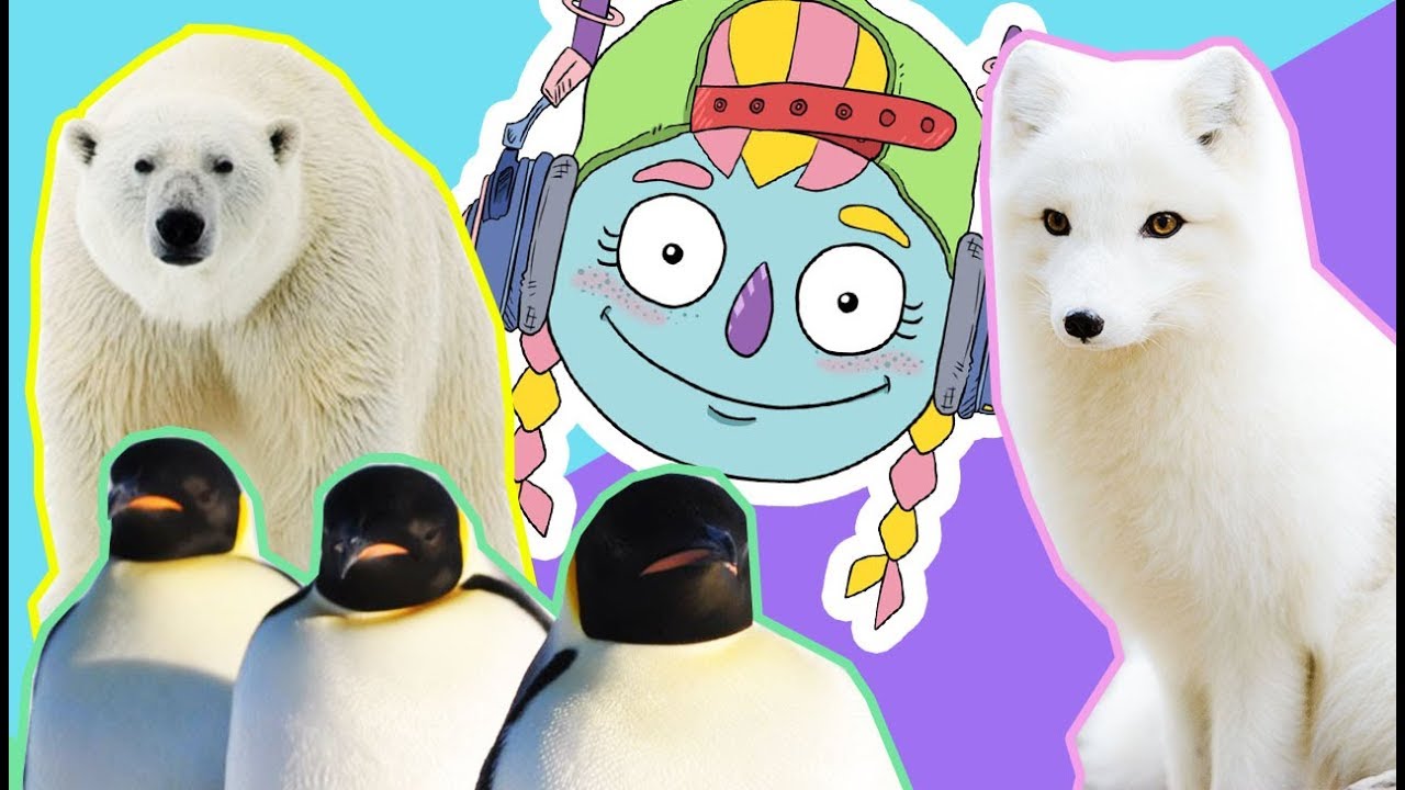 Learn Interesting Facts About Polar Region Animals For Kids YouTube learn-interesting-facts-about-polar-region-animals-for-kids-youtube