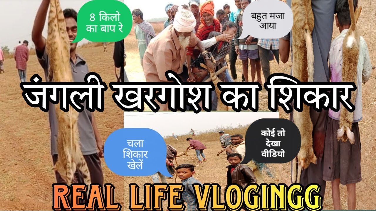Lambha kar sikar | Jungli Murga ka sikar | Rabbit Hunting । Real life ...