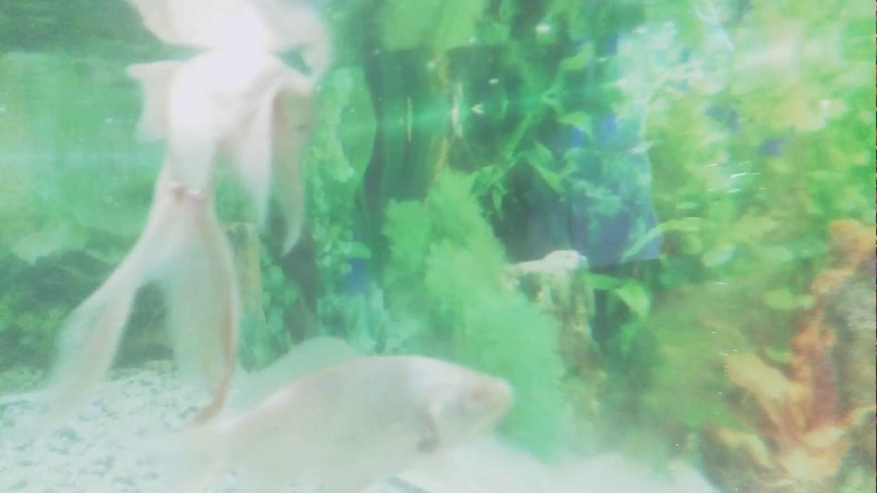 fishes moving through water - YouTube