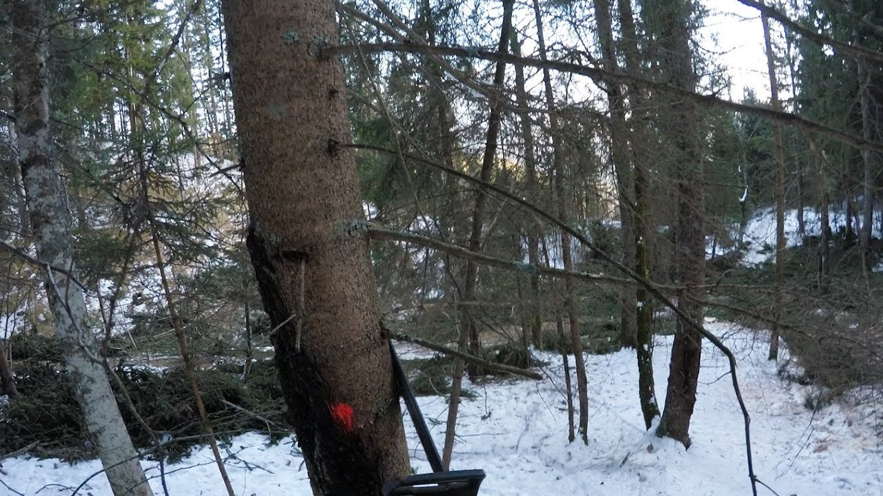 Deer cause us a lot of damage on trees-Felling and limbing of a tree ...