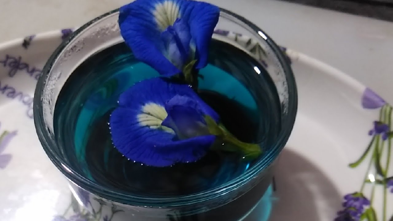Shankupushpam tea.Butterfly pea tea.Blue tea.By Honey specials in ...