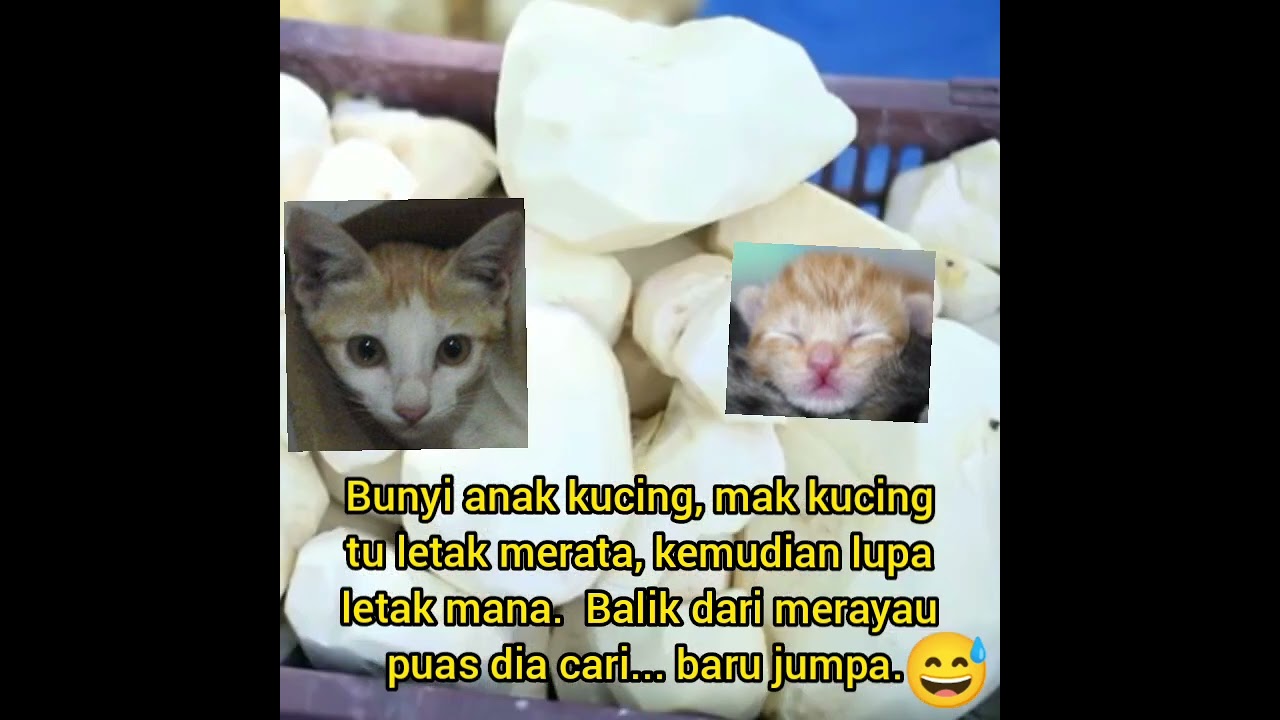 Loghat Pahang: Bersembang Pasal Ubi Gadung - YouTube