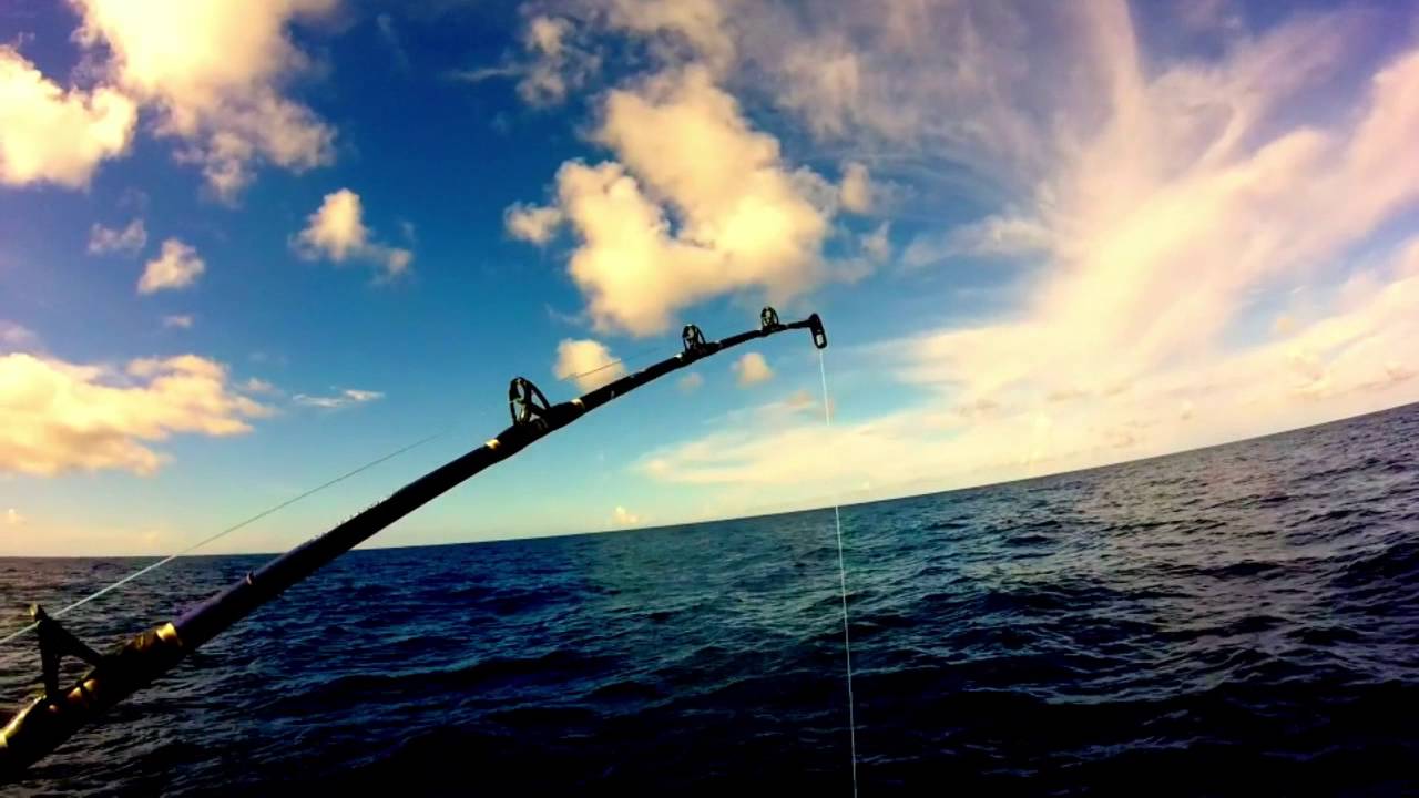 Commercial Fishing Grouper Snapper Cobia 2015 - YouTube