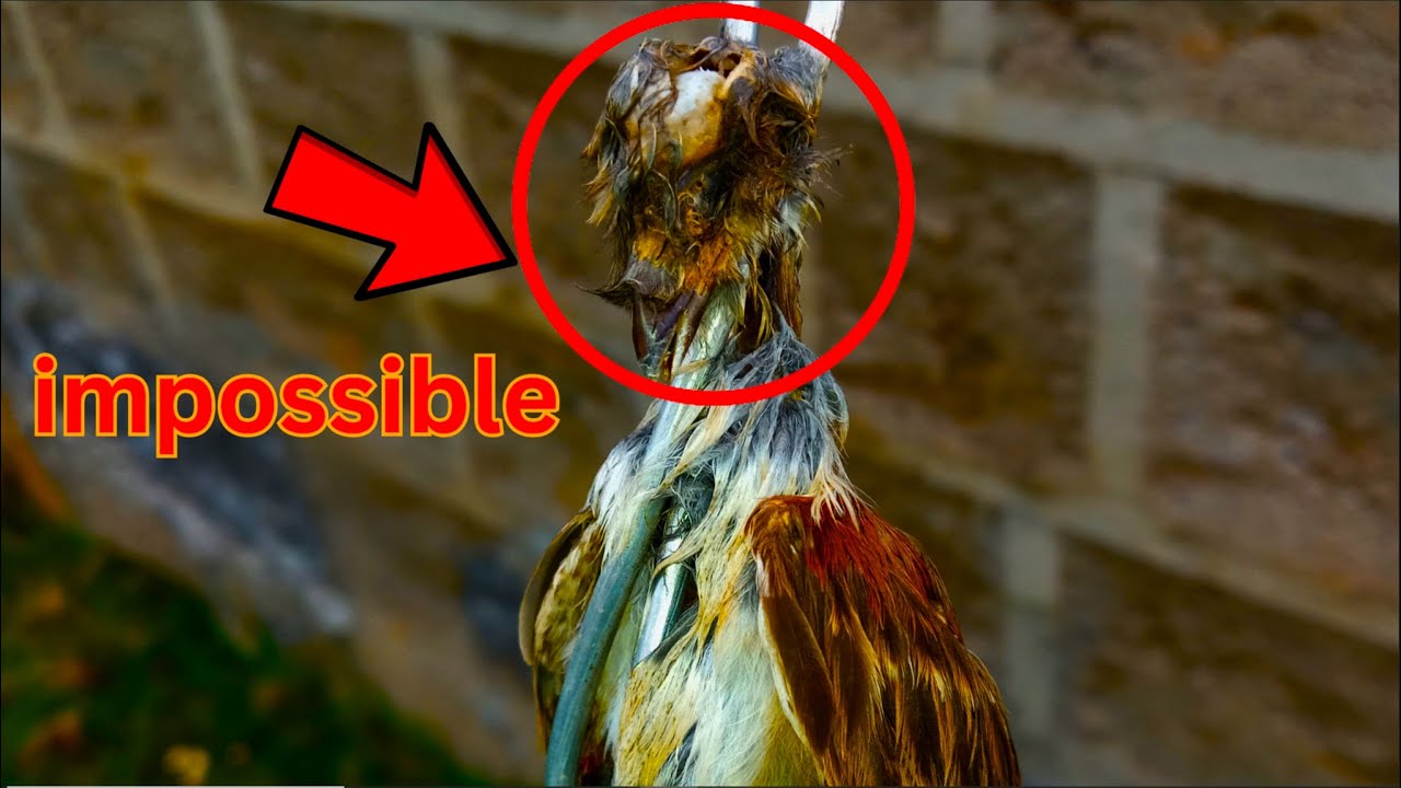 Impossible Nature Occurrence || One in a Trillion Moments - YouTube