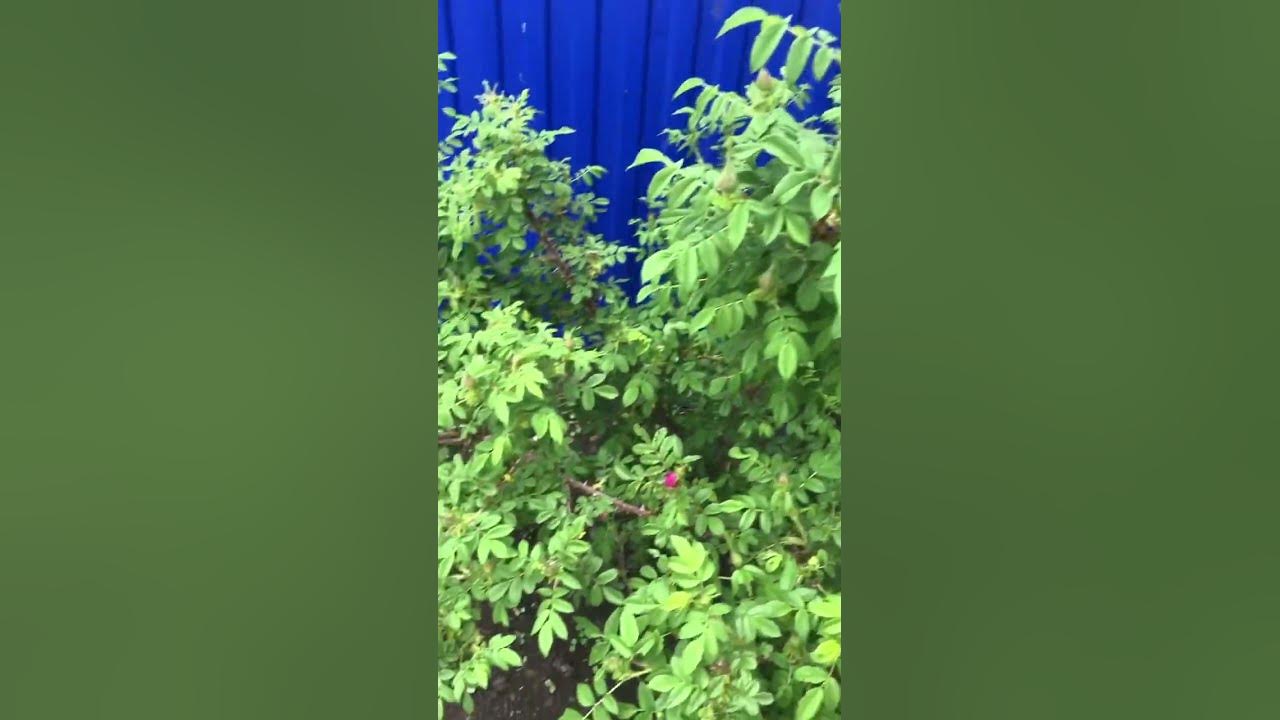 Скоро будет красивейший куст чайной розы #красота - YouTube
