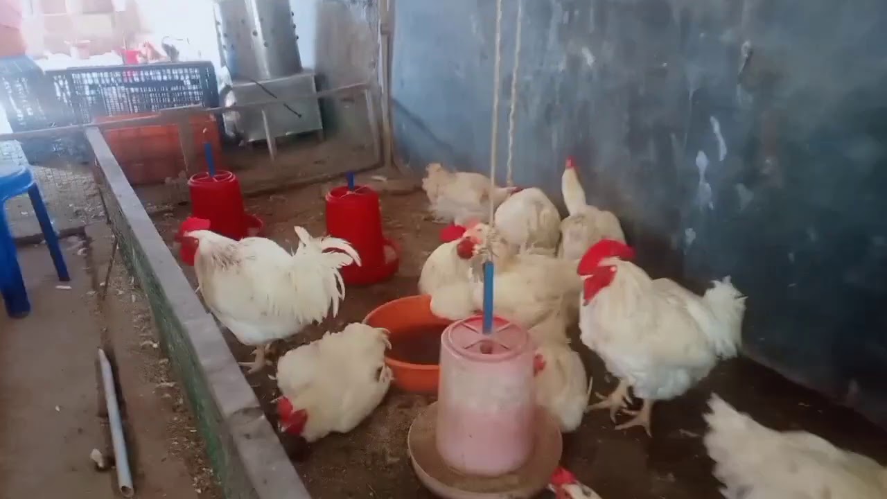 SK chicken shop - YouTube