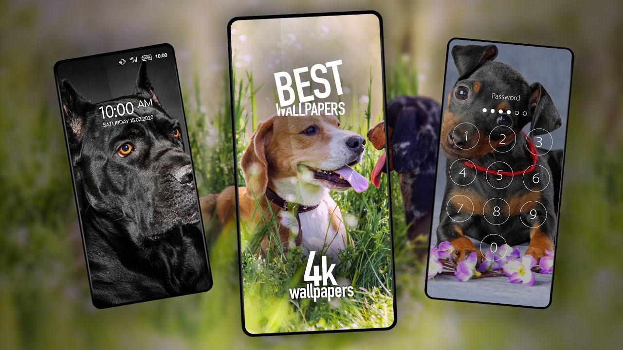 Dogs wallpapers - YouTube