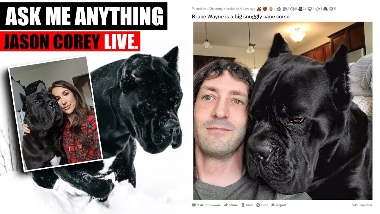 Cane Corso LIVE Ask Me Anything - Jason Corey - YouTube