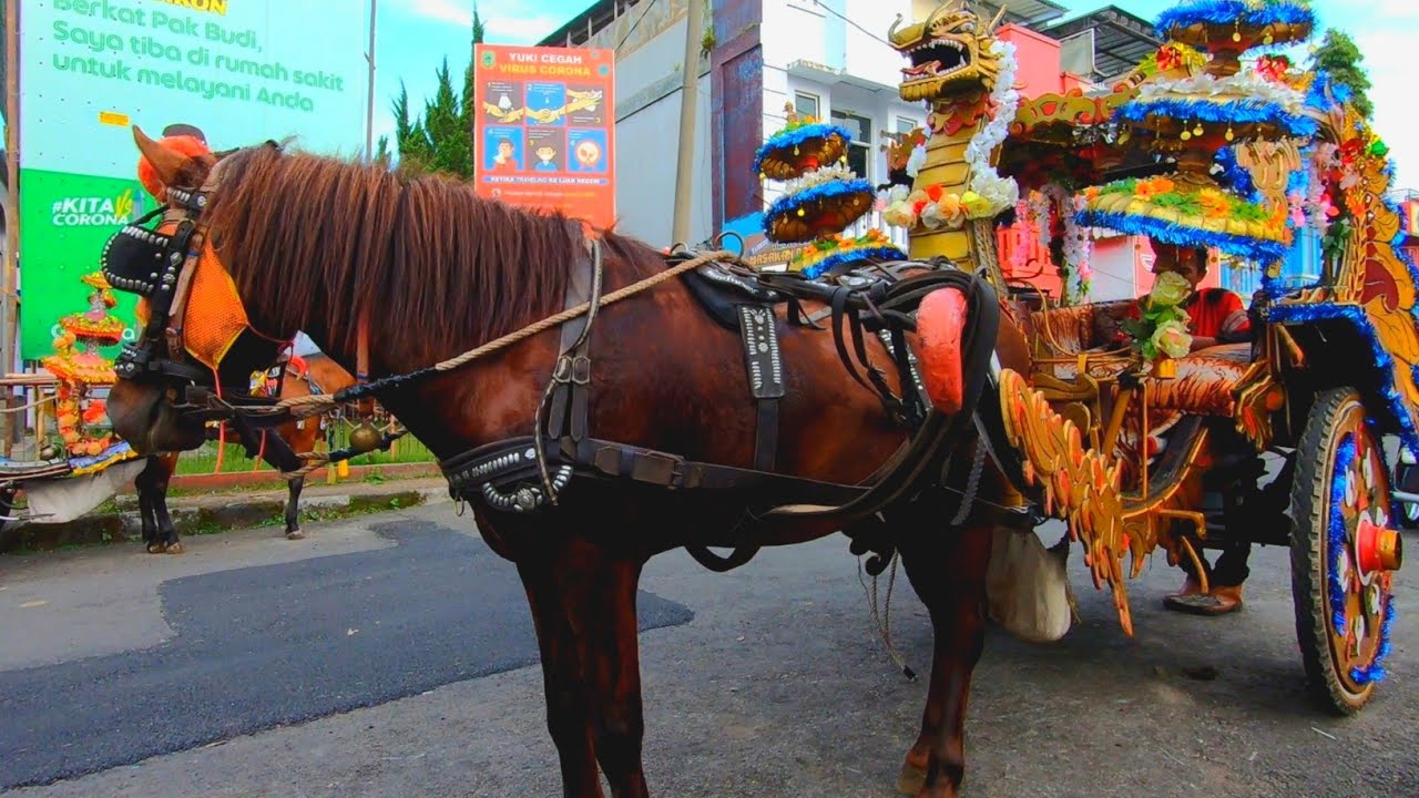 KUDA DELMAN KUNINGAN 🔴 Lagu Kuda Kuningan | HORSE DRAWN CARRIAGE - YouTube