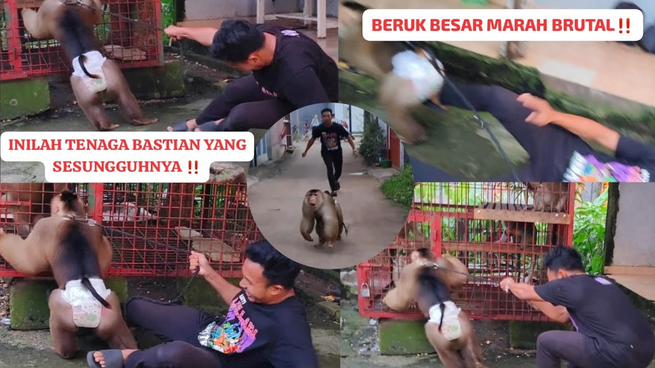 TENAGA BERUK BESAR SAAT MARAH ‼️ TAK TERKONTROL - YouTube
