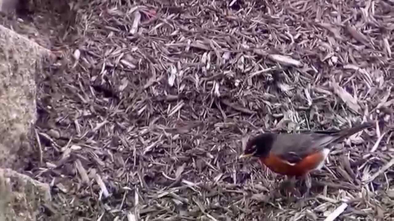 American Robin catching and eating a worm - YouTube