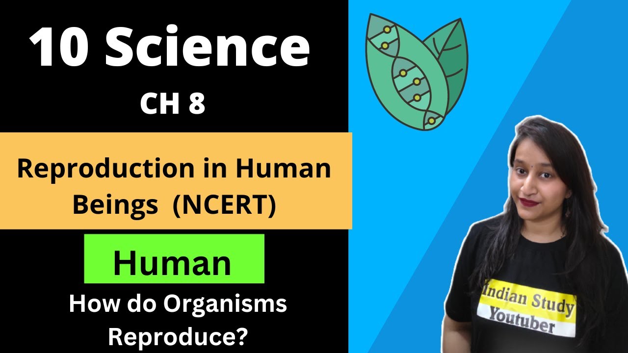 Class 10 Science Ncert Chapter 8 Reproduction In Human Beings How Do