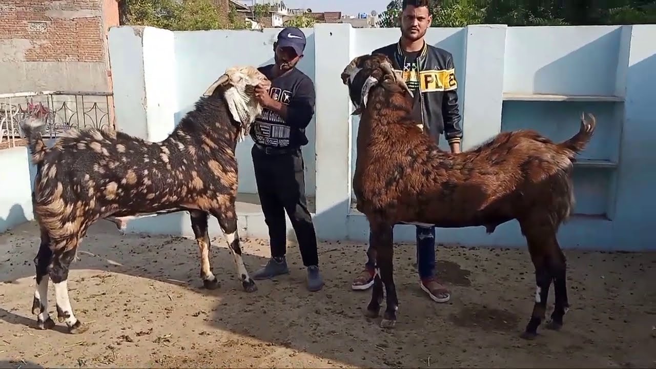 Big gujri or sirohi goat | chirag Nabeel goat farm | pink city jaipur ...