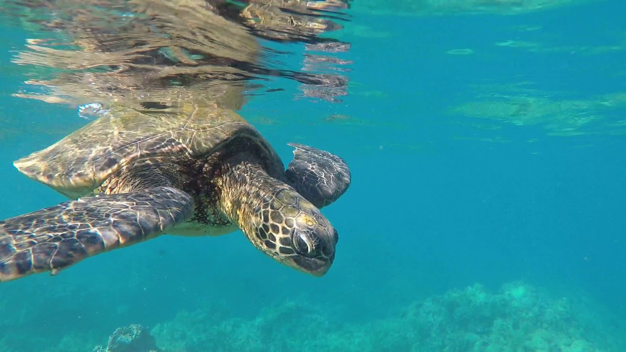 Fist Bumping a Sea Turtle - YouTube