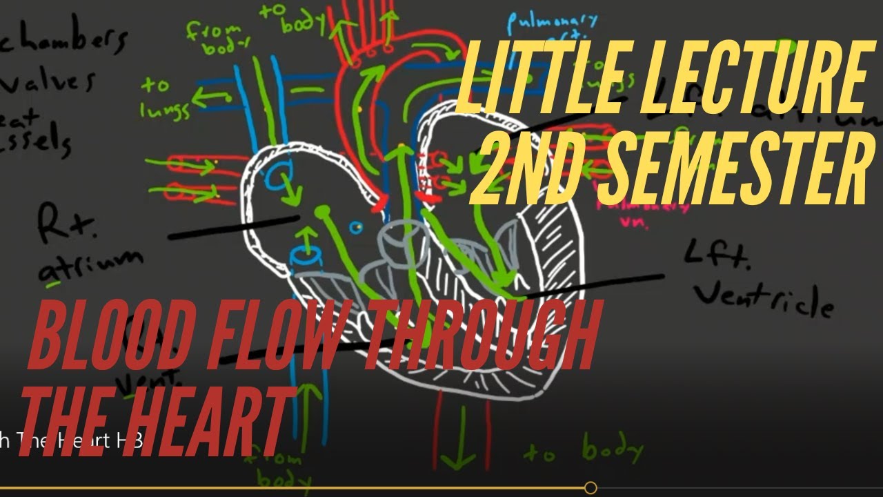 Little Lecture 2nd Semester: Blood Flow Through The Heart - YouTube
