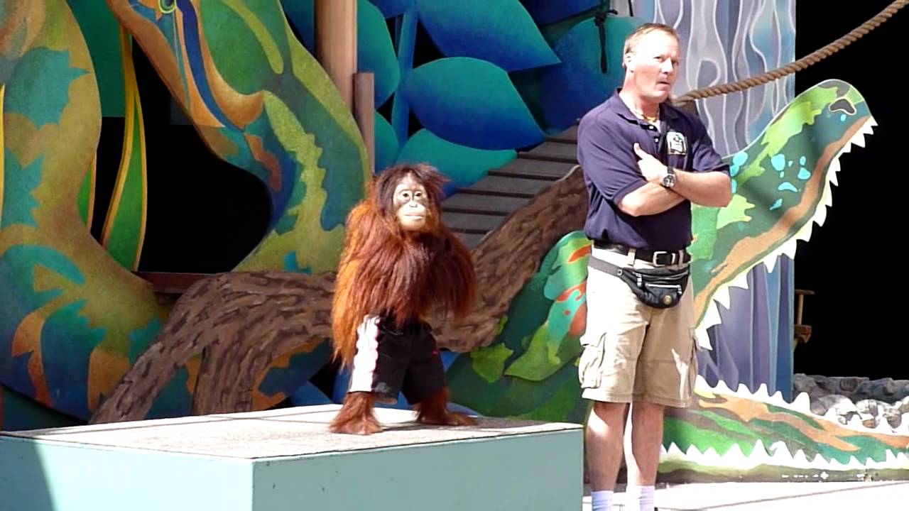 Universal Studios Hollywood - Animal Actors Show (Orangutan) - YouTube