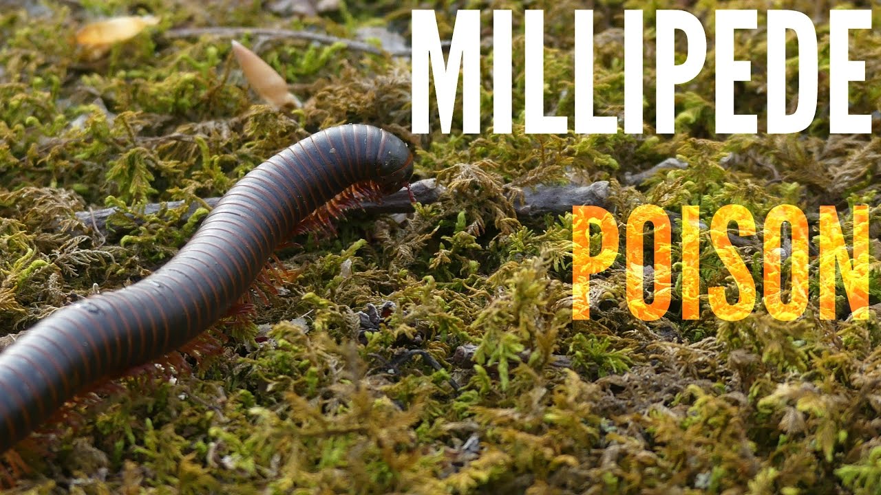 Millipede Poison - Morning Hike - YouTube