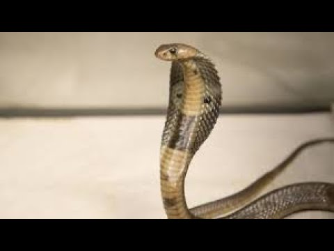COBRA SNAKE SPOTTED AT IIT INDORE !!!!!!! 🐍 - YouTube