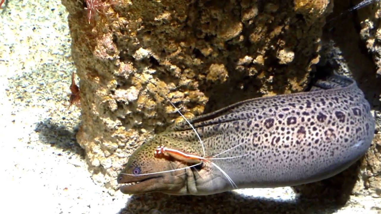 Scarlet-Striped Cleaning Shrimp Cleaning Moray eels! - YouTube