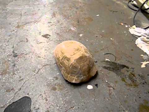 Walking RC tortoise - Test - YouTube