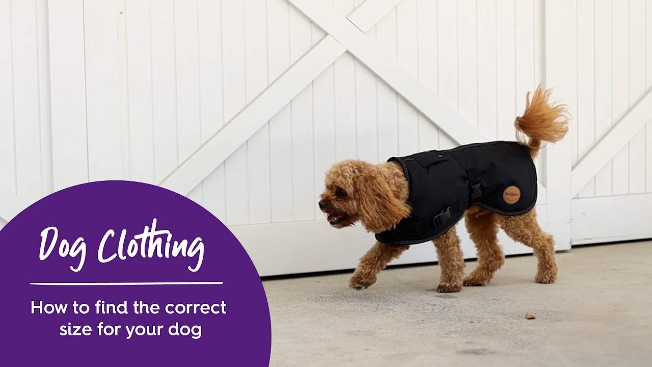 How to find the correct size dog clothing for your dog 🐕 - YouTube