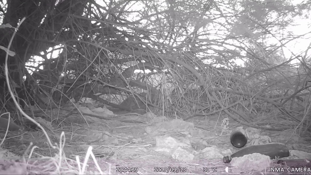 Meloncillo (Herpestes ichneumon) Fauna y flora de Utrera, Campiña y ...
