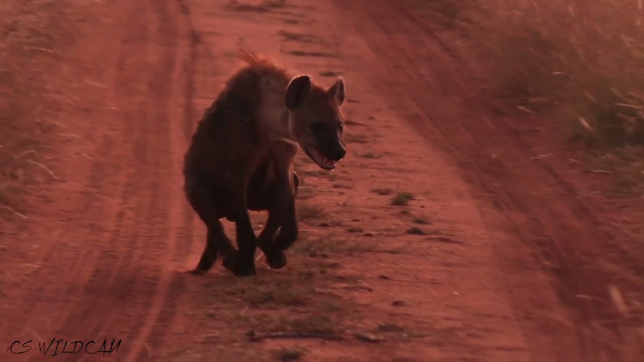 Incredible! Injured Hyena Survives by walking Only on Two Front Legs ...