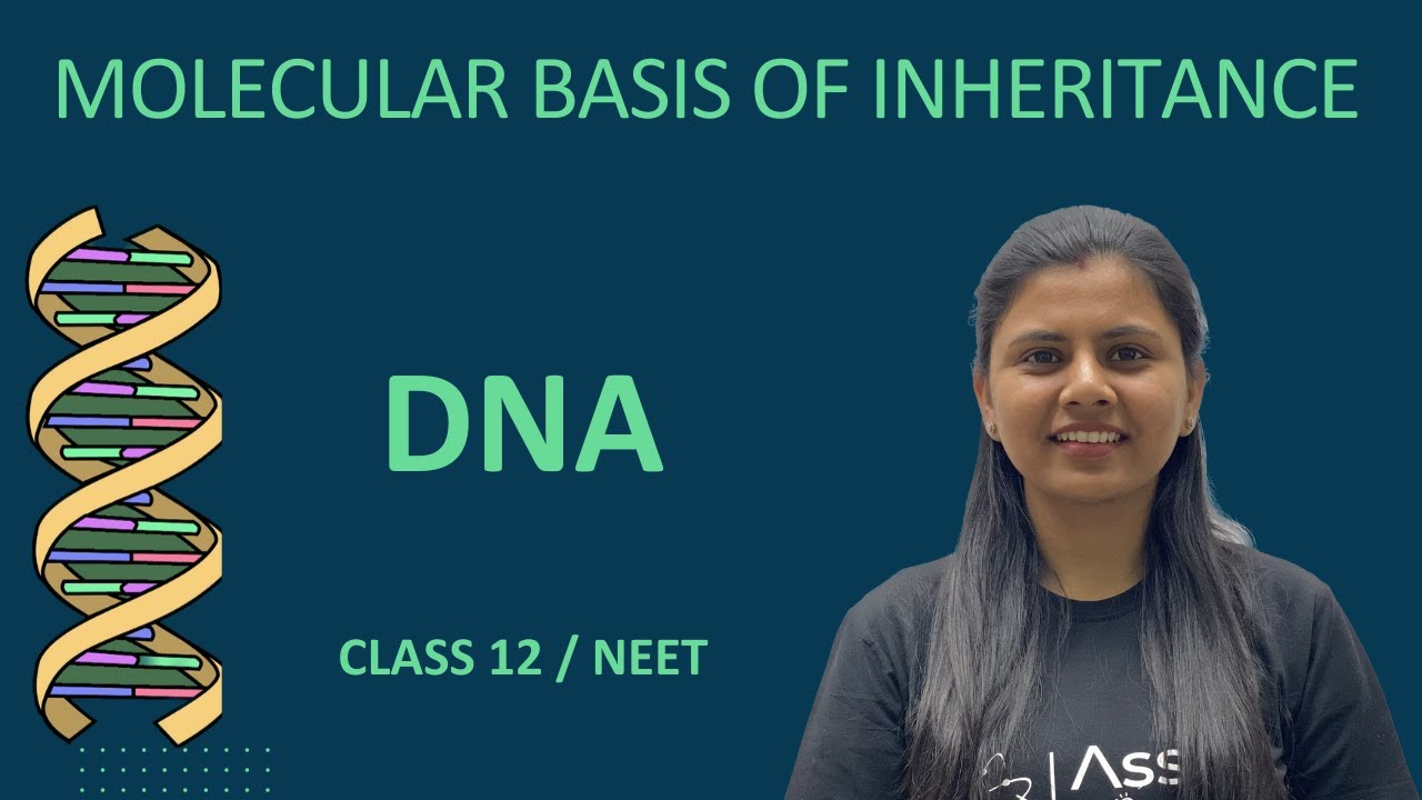 Structure of DNA | Class 12 Biology | NCERT | NEET - YouTube