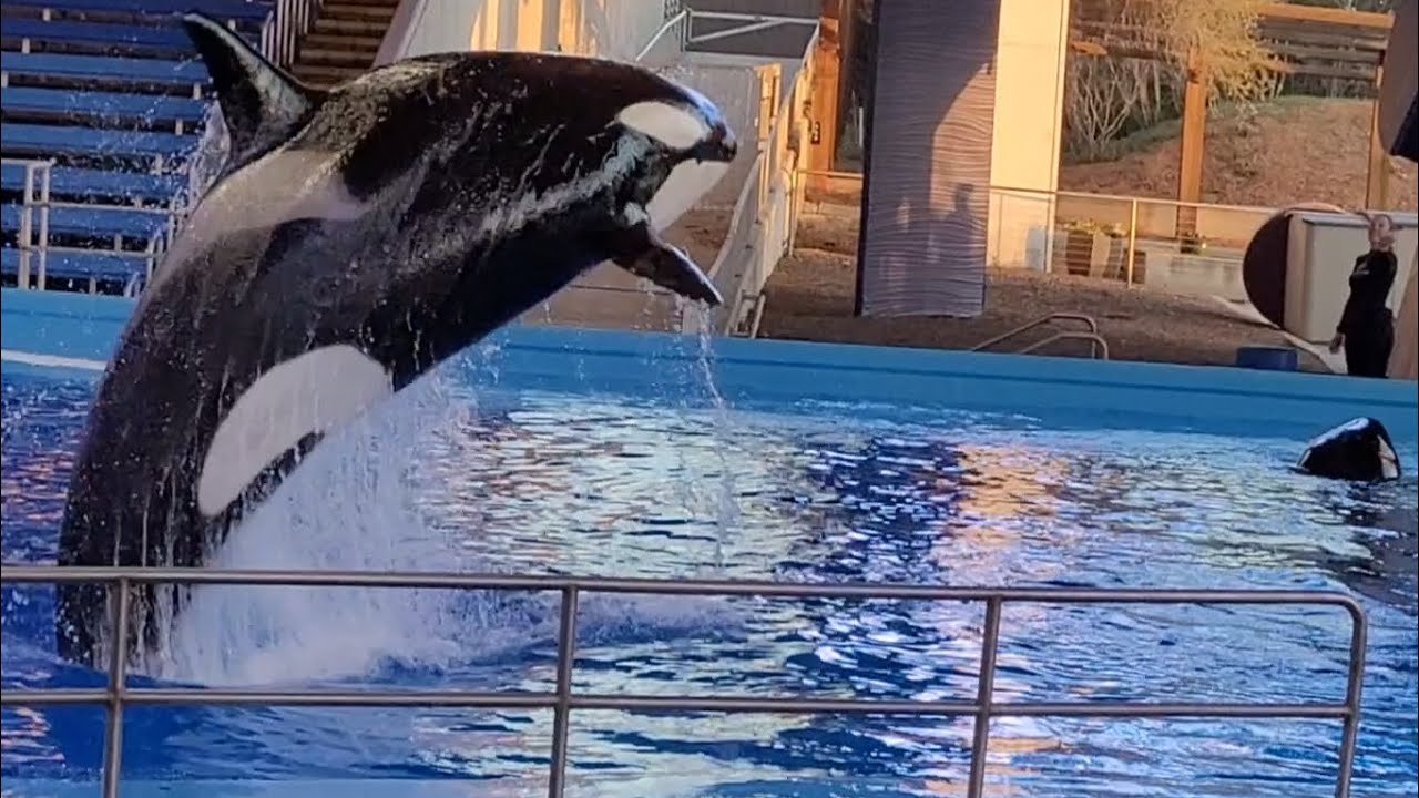 Takara Saves the Show - Seen during Orca Encounter at SeaWorld San ...