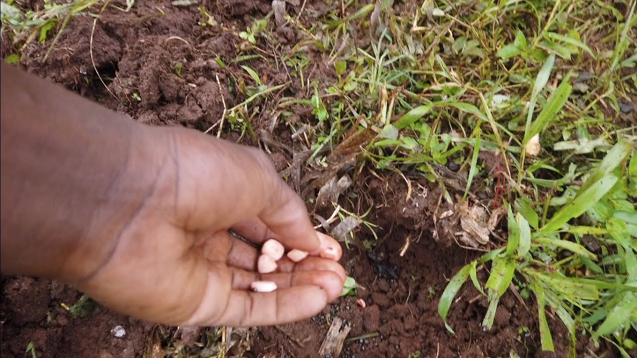 It's time to plant maize in Uganda [#2] - YouTube