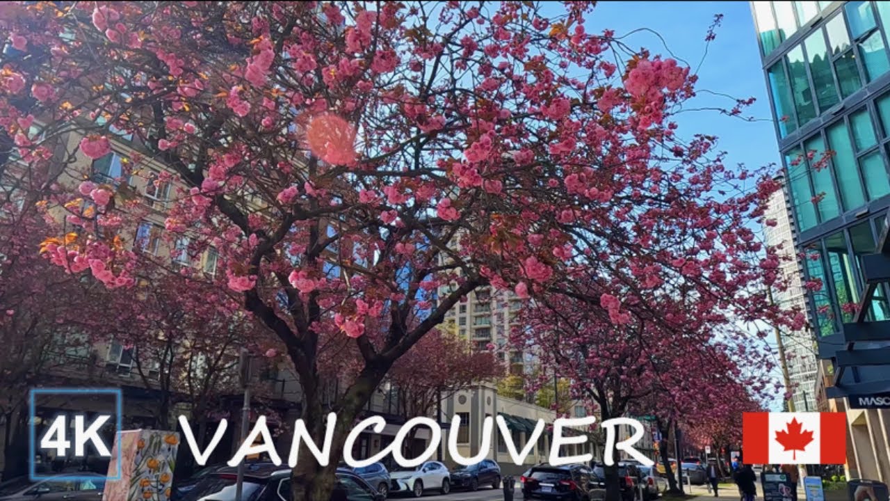 [4K] Downtown Vancouver Walking Tour at April | Cherry Blossoms ...