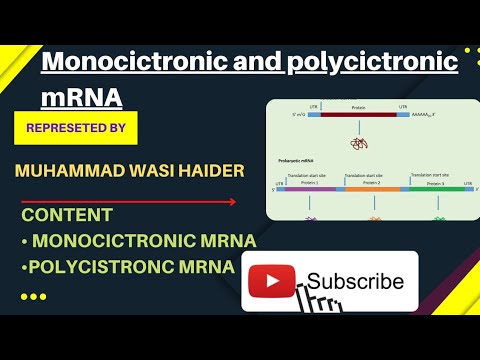 Polycistronic and Monocistronic mRNA by Wasi Haider - YouTube