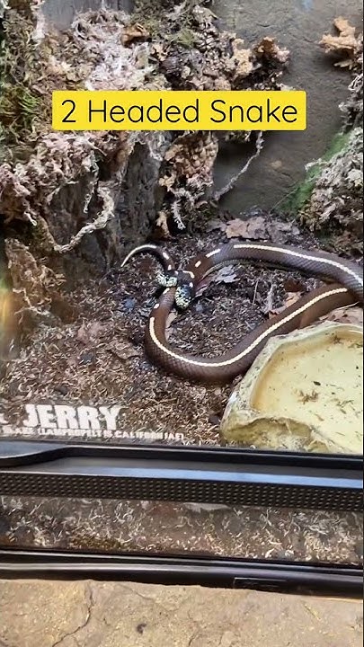 2 Headed Snake - YouTube