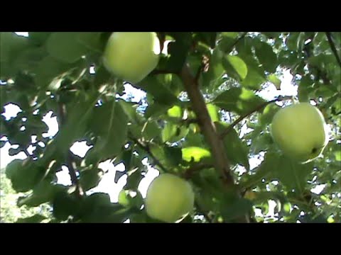 The Many Fruit Trees Around Our Homestead - YouTube