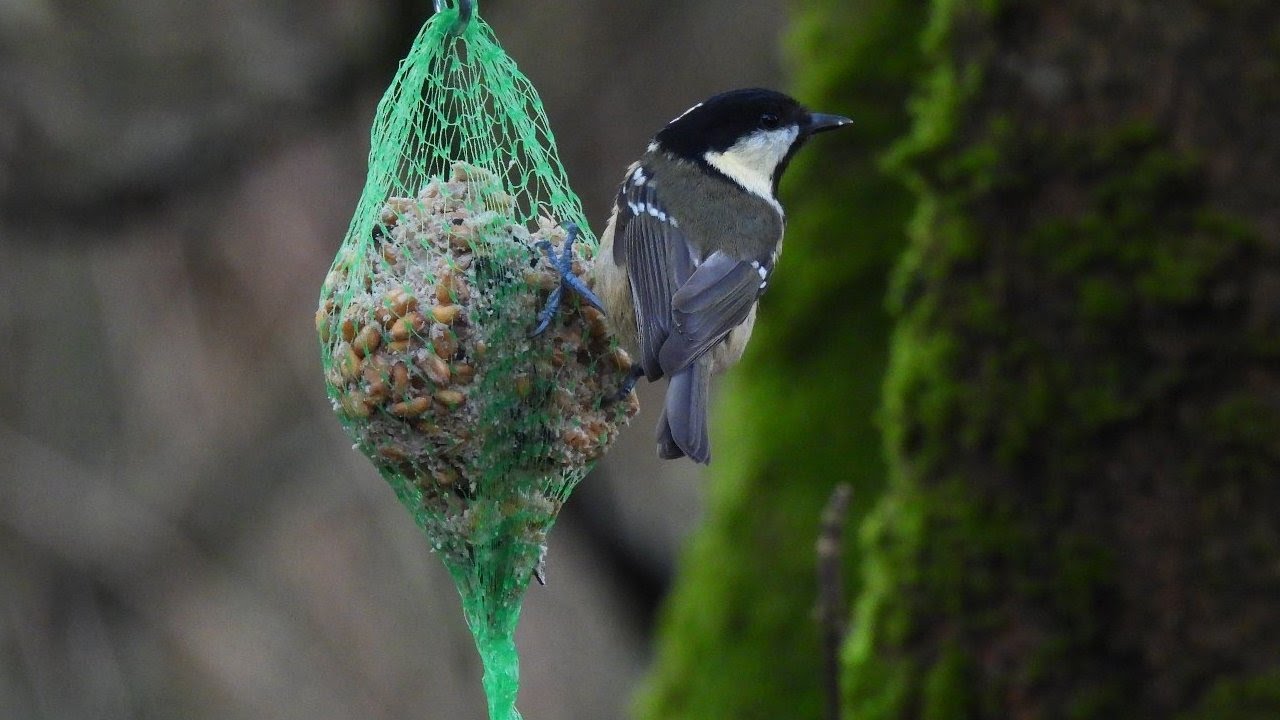 Random Birds part 115 - YouTube