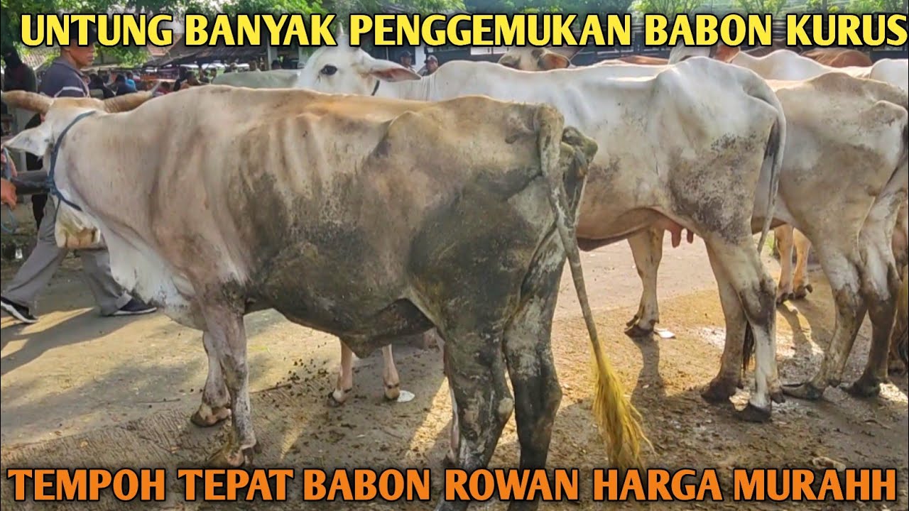 TIPS SUKSES BERTERNAK SAPI SISTEM TEMPOH,‼️ Harga Sapi Roan Buat Tempoh ...
