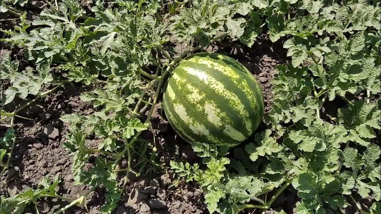 Арбуз Талисман 21.07.2024. семена покупал на сайте www.spectrsad.com ...