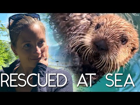 RESCUING Marine Mammals! | How Rescue and Rehabilitation Works - YouTube