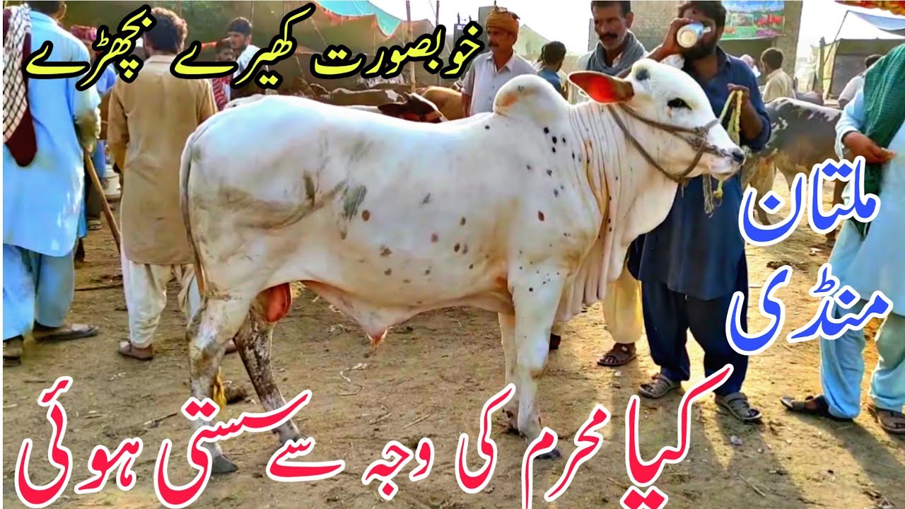Multan Cow Mandi 6 Moharam 15 August Latest Update Kia Mandi sasti howe ...