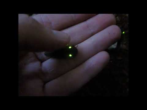 Pyrophorus noctilucus Adult Trio - YouTube
