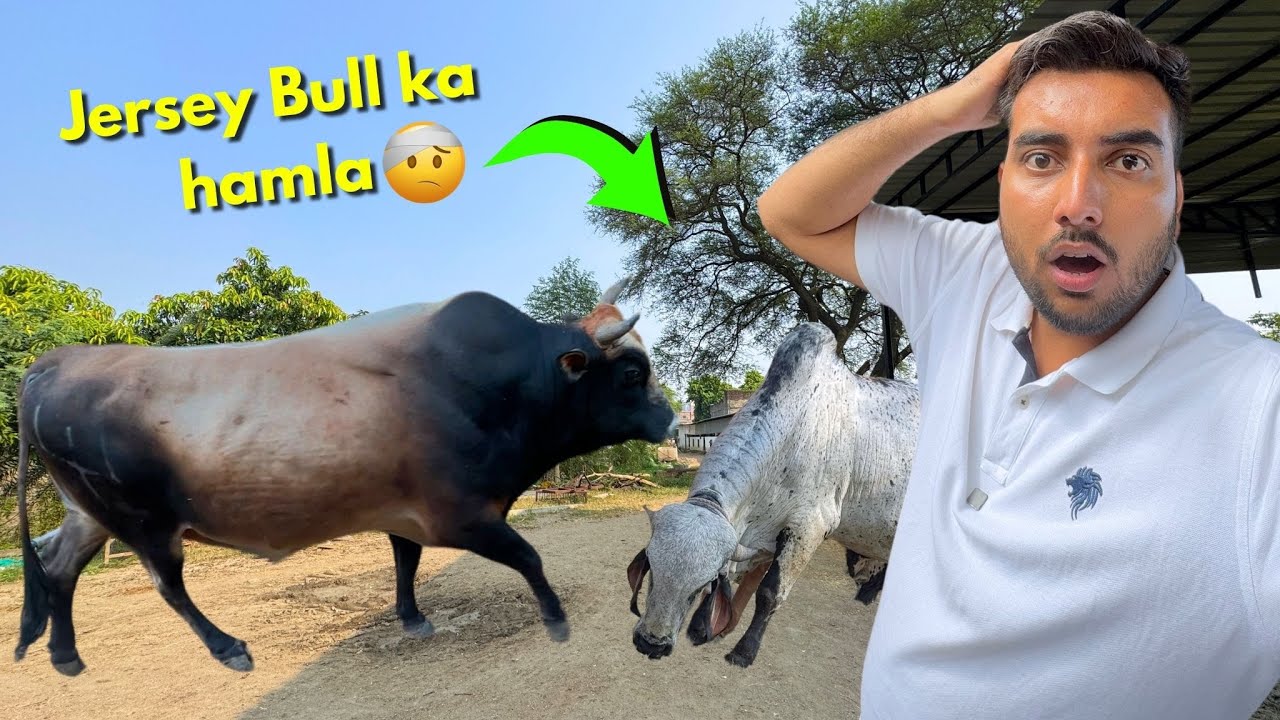 JERSEY BULL ka Hamla🤬😱Arjun or Bheem Bull dare hue hai😬 - YouTube