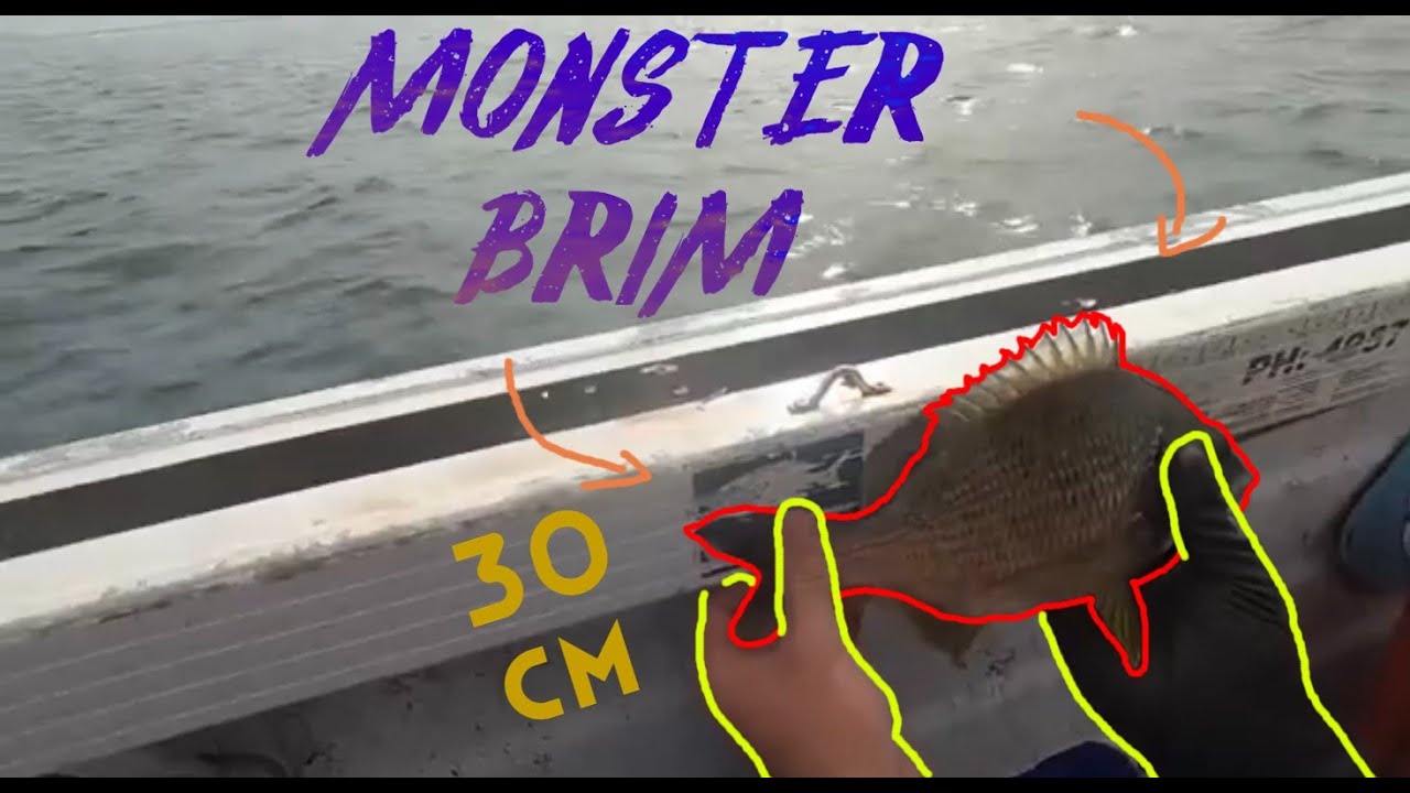 BRIMBO’S IN THE PIONEER RIVER *mackay fishing* - YouTube