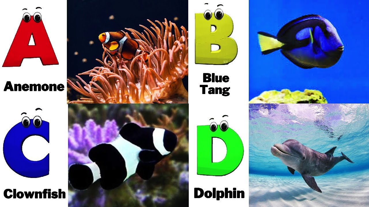 ABC - Alphabet Song - ABC Song - Collection - 2024 #1099 - YouTube