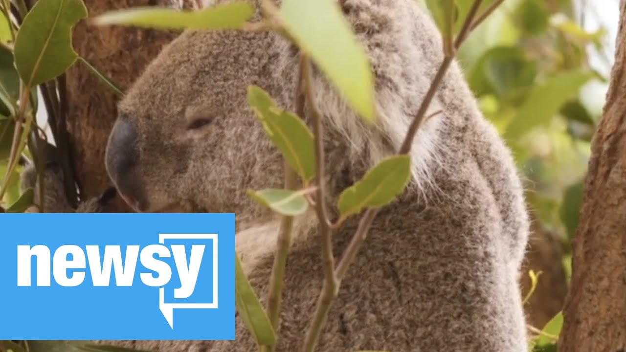 Australians attempt to save animals - YouTube