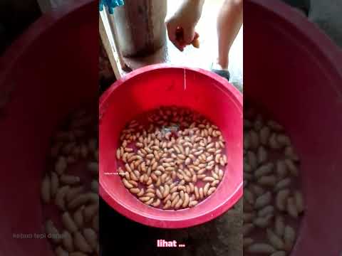 Melawat tempat membiak/ peliharaan ulat sagu segar di Phatthalung. ด้วง ...