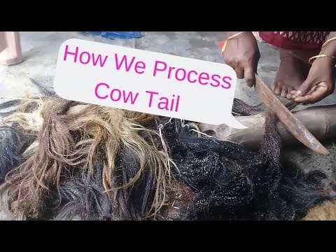 Cow Tail Hair Processing for Export | cow tail hair - YouTube